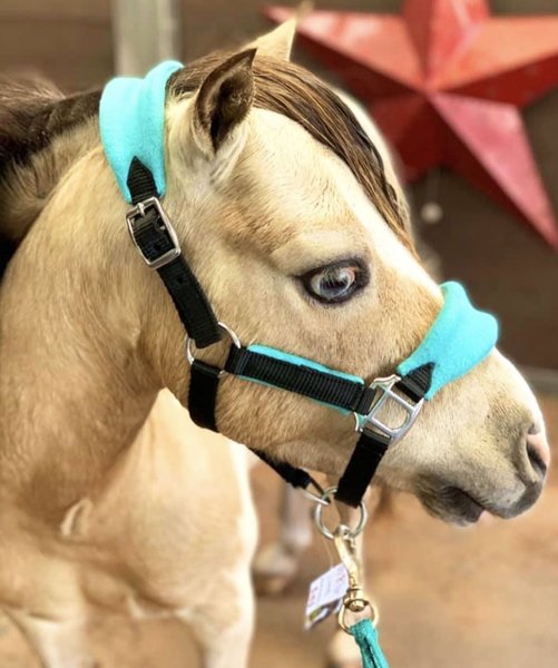 STAR POINT HORSEMANSHIP Mini-Pony Fleece Horse Halter, Teal, Large Mini ...