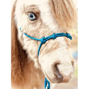 STAR POINT HORSEMANSHIP Teal Glitter Rope Horse Halter & Lead Set ...