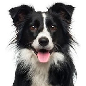 Frisco: Pet Supplies (Free Shipping) | Chewy