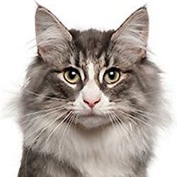 Vital Essentials Raw Food - Free shipping | Chewy