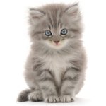 PATE WET CAT FOOD (Free Shipping) | Chewy