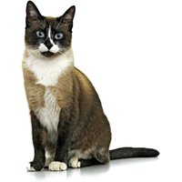 PATE WET CAT FOOD (Free Shipping) | Chewy
