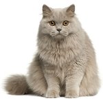 PATE WET CAT FOOD (Free Shipping) | Chewy