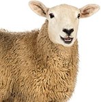 Sheep Supplies & Accessories - Free shipping | Chewy