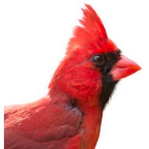 Today's Deals: Chewy Canada Promo Codes, Discounts & Coupons | Chewy Canada