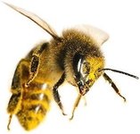 Beekeeping Supplies - Free shipping | Chewy