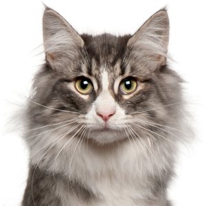 Today's Deals: Chewy Canada Promo Codes, Discounts & Coupons | Chewy Canada