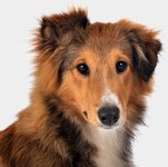 Dog Supplies: Best Dog & Puppy Products (Free Shipping) | Chewy
