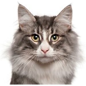 Purina Pro Plan: Low Prices, Free Shipping | Chewy